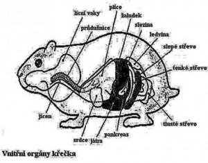 Skrecok - Vnútorné orgány škrečka - Stavba Tela